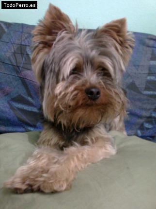 Mi perro se llama Chester